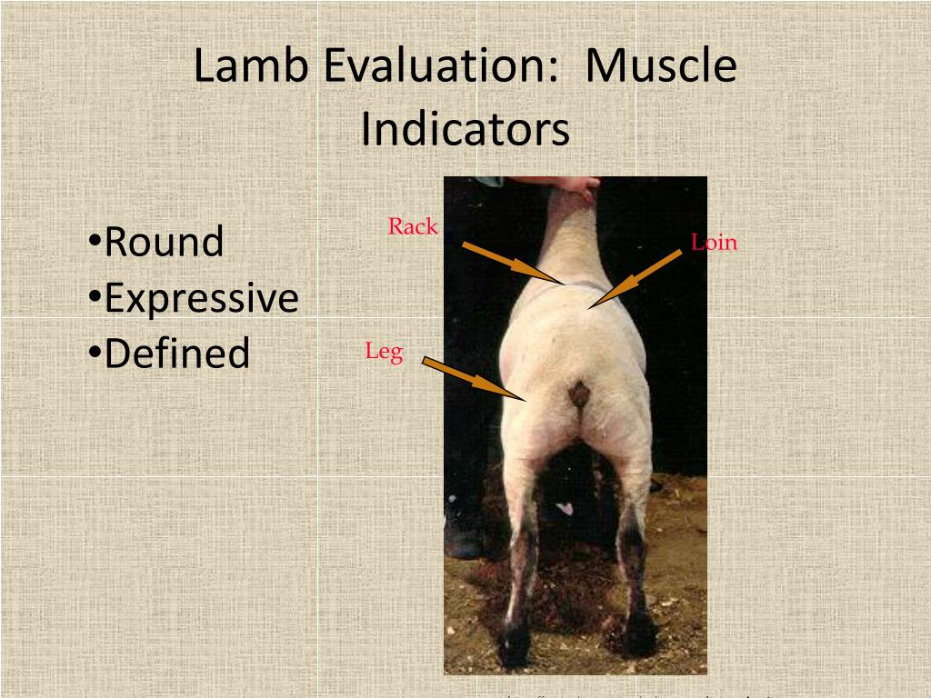 PPT - Market Lamb Evaluation Lindsay Warzecka AGED 410 PowerPoint ...