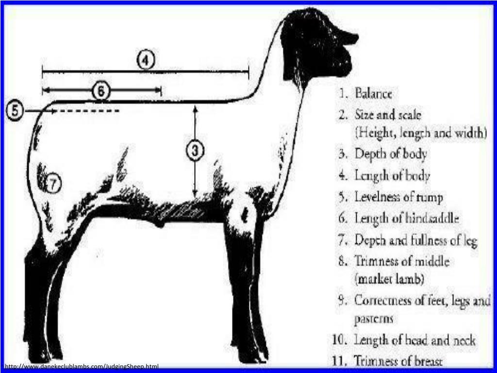 PPT - Market Lamb Evaluation Lindsay Warzecka AGED 410 PowerPoint ...