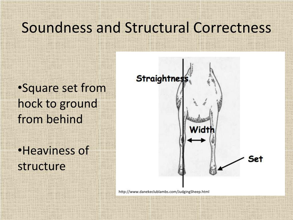 PPT - Market Lamb Evaluation Lindsay Warzecka AGED 410 PowerPoint ...