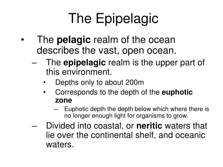 PPT - Energy in Marine Ecosystems: Marine Food Chains PowerPoint ...