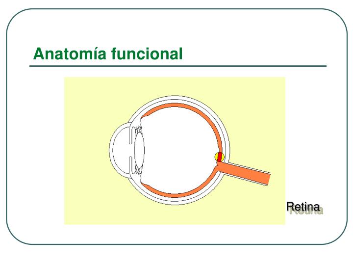 PPT - LA VISIÓN. ASPECTOS BÁSICOS PowerPoint Presentation - ID:445986