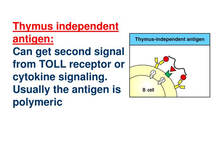 PPT - Germinal Center Response PowerPoint Presentation - ID:446043