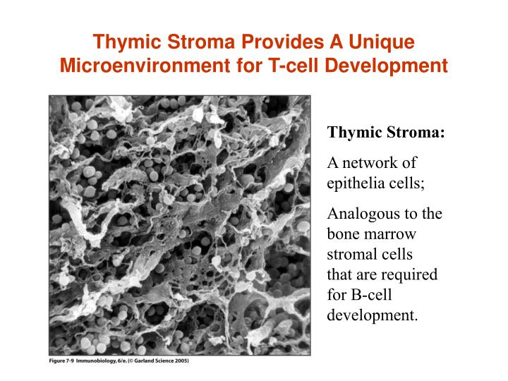 PPT - Germinal Center Response PowerPoint Presentation - ID:446043
