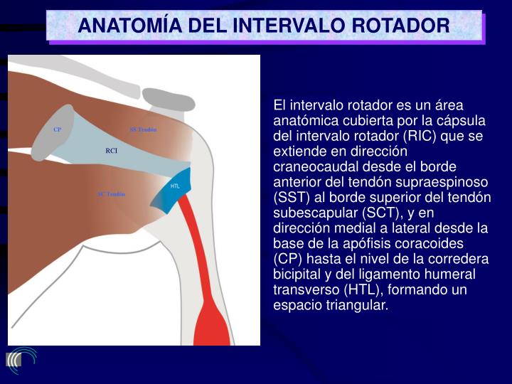 PPT - ANATOMÍA Y EVALUACIÓN NO ARTROGRÁFICA DE LA PATOLOGÍA DEL ...