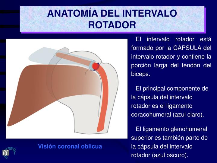 PPT - ANATOMÍA Y EVALUACIÓN NO ARTROGRÁFICA DE LA PATOLOGÍA DEL ...