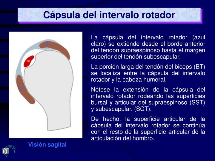 PPT - ANATOMÍA Y EVALUACIÓN NO ARTROGRÁFICA DE LA PATOLOGÍA DEL ...