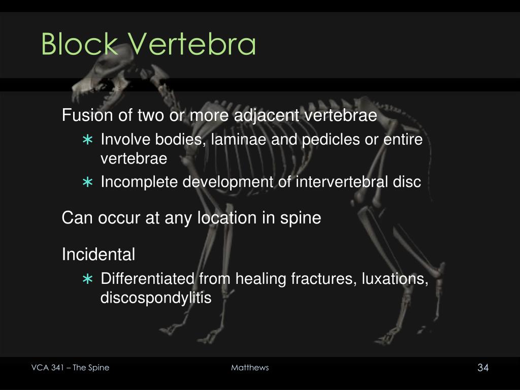 PPT - Small Animal Neuroradiology: The Spine Lecture 1 – Radiography ...