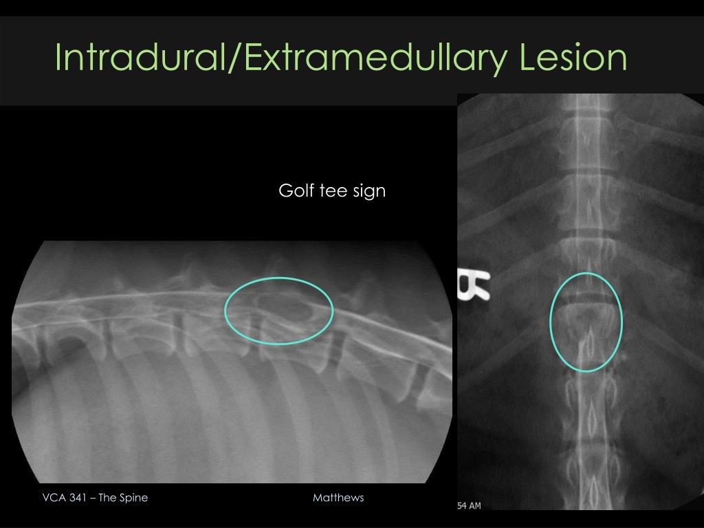 PPT - Small Animal Neuroradiology: The Spine Lecture 1 – Radiography ...