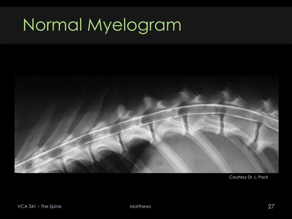 PPT - Small Animal Neuroradiology: The Spine Lecture 1 – Radiography ...