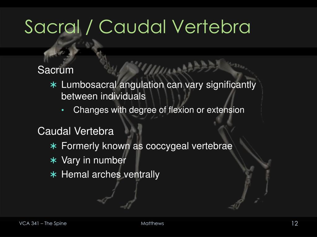 PPT - Small Animal Neuroradiology: The Spine Lecture 1 – Radiography ...