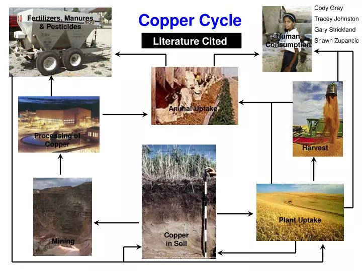 PPT - Copper Cycle PowerPoint Presentation, free download - ID:450596