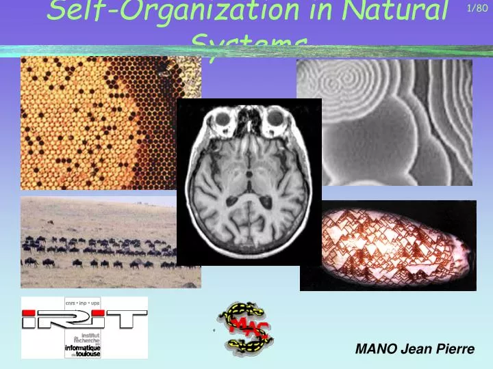PPT - Self-Organization in Natural Systems PowerPoint Presentation ...