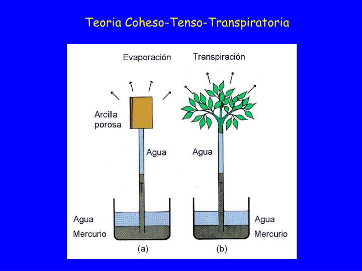 PPT - Tema 4. Mecanismos de Absorción de agua en las plantas PowerPoint ...