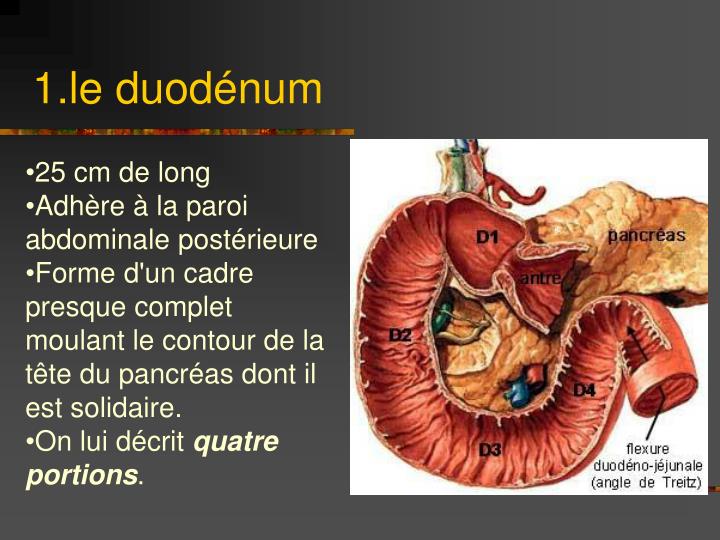 PPT - ANATOMIE DU TUBE DIGESTIF PowerPoint Presentation - ID:452872