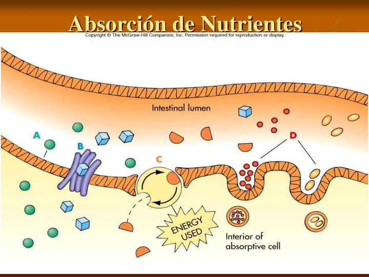 PPT - Aparato Digestivo PowerPoint Presentation - ID:453641