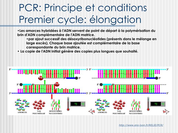 PPT - L’utilisation de la PCR en clinique PowerPoint Presentation - ID ...