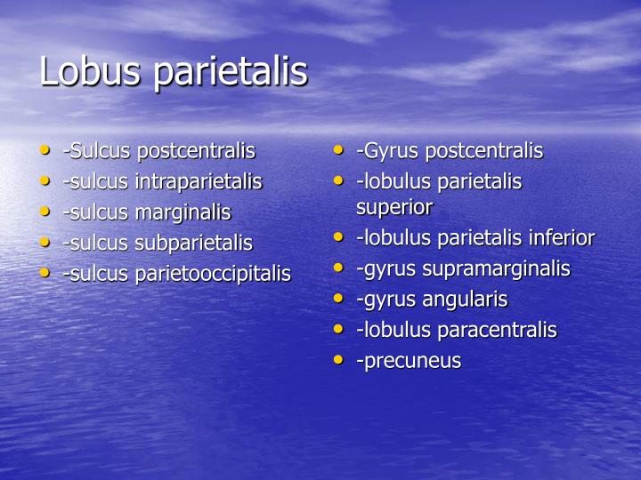 PPT - SANTRAL SİNİR SİSTEMİ ANATOMİSİ PowerPoint Presentation - ID:455002