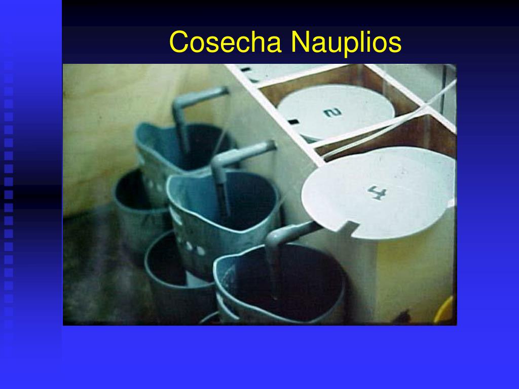 PPT - Metodología de Cultivo Comercial de Camarón en Ecuador Especies ...