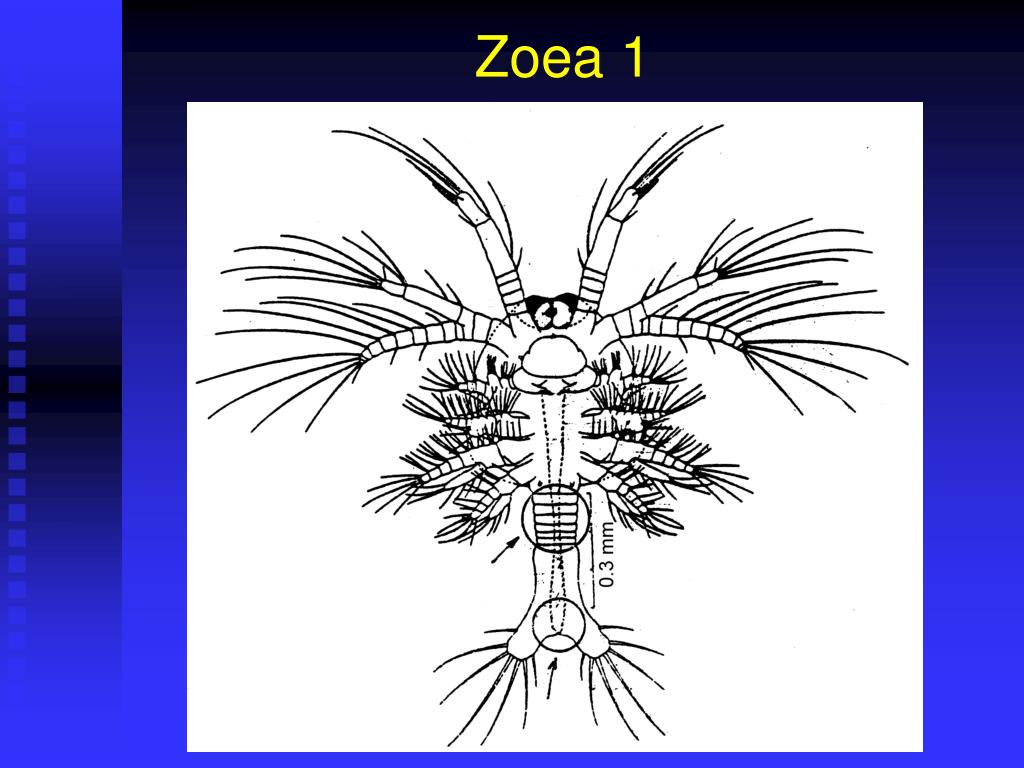 PPT - Metodología de Cultivo Comercial de Camarón en Ecuador Especies ...