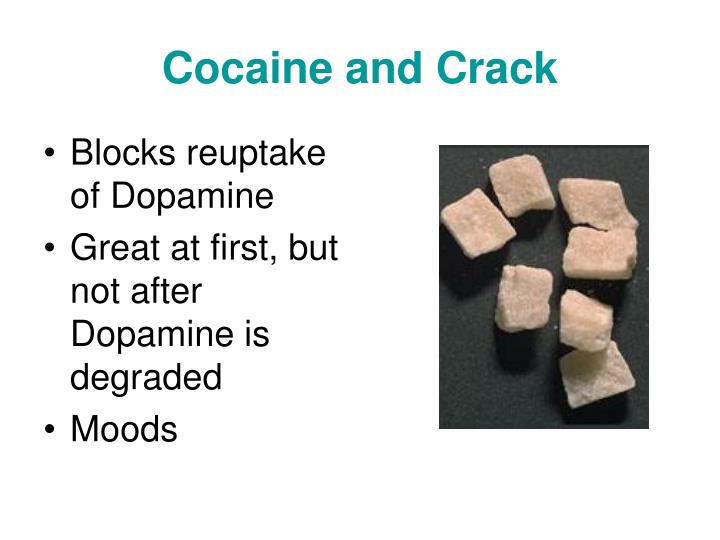 PPT - Synaptic Cleft: Information Transfer PowerPoint Presentation - ID ...