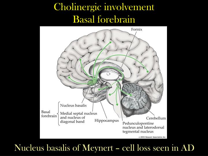 PPT - Psychopharmacology PowerPoint Presentation - ID:456055