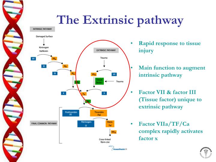 PPT - Drugs affecting coagulation PowerPoint Presentation - ID:456127