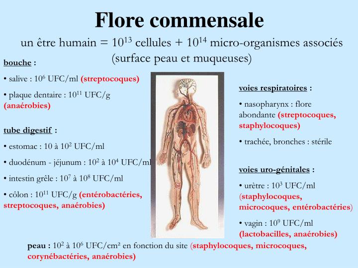 PPT - Infections nosocomiales : notions de base PowerPoint Presentation ...