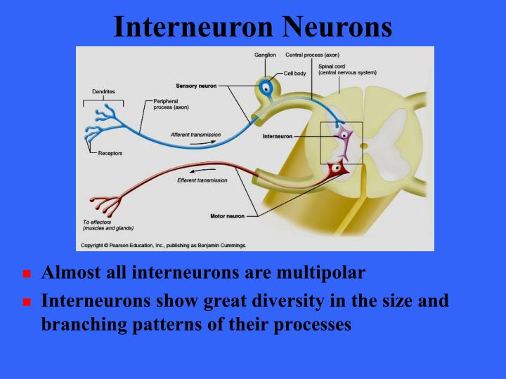 PPT - Fundamentals of the Nervous System and Nervous Tissue PowerPoint ...