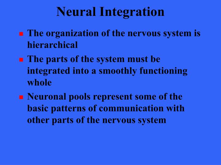 PPT - Fundamentals of the Nervous System and Nervous Tissue PowerPoint ...
