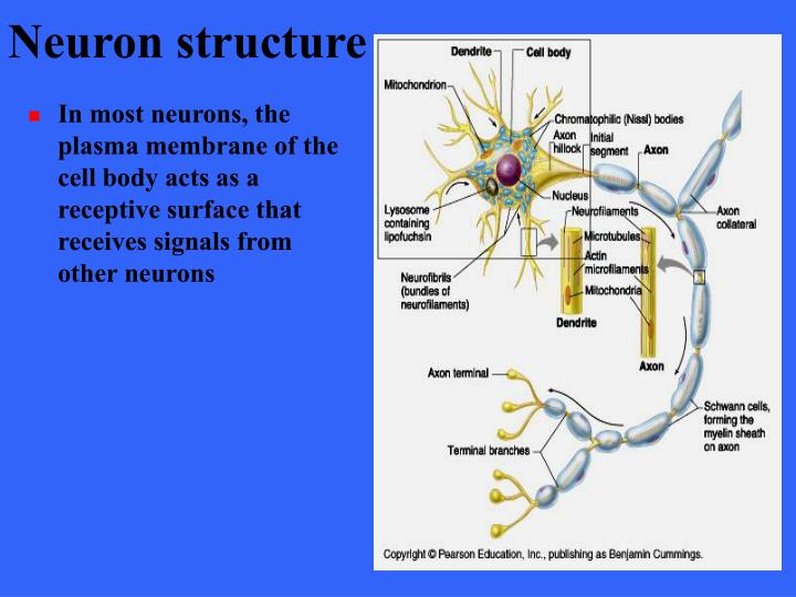 PPT - Fundamentals of the Nervous System and Nervous Tissue PowerPoint ...