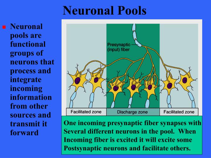 PPT - Fundamentals of the Nervous System and Nervous Tissue PowerPoint ...