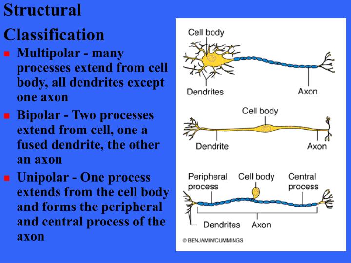 PPT - Fundamentals of the Nervous System and Nervous Tissue PowerPoint ...