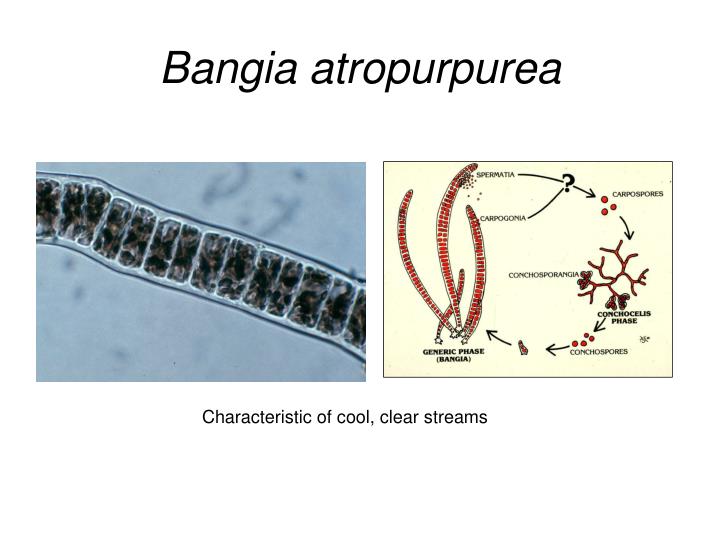 PPT - Rhodophyta: Red Algae PowerPoint Presentation - ID:457107