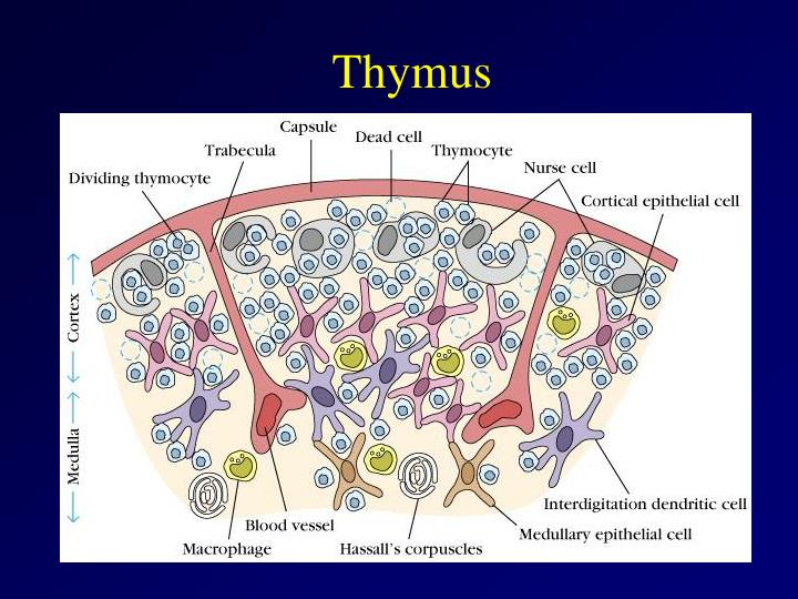 PPT - Immunologie générale PowerPoint Presentation - ID:457287