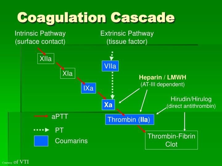PPT - LOW MOLECULAR WEIGHT HEPARIN : BASIC & APPLIED ASPECT PowerPoint ...