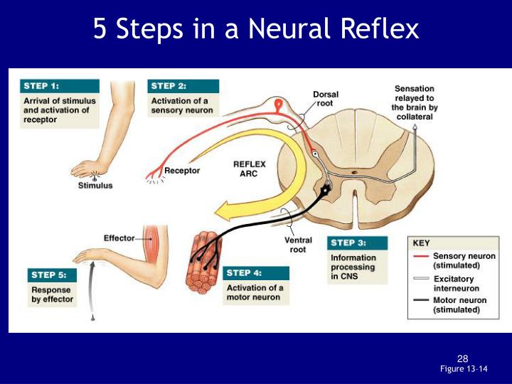 PPT - Chapter 13: The Spinal Cord, Spinal Nerves, and Spinal Reflexes ...
