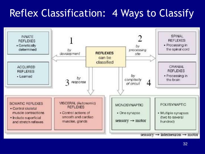 PPT - Chapter 13: The Spinal Cord, Spinal Nerves, and Spinal Reflexes ...