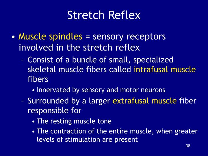 PPT - Chapter 13: The Spinal Cord, Spinal Nerves, and Spinal Reflexes ...