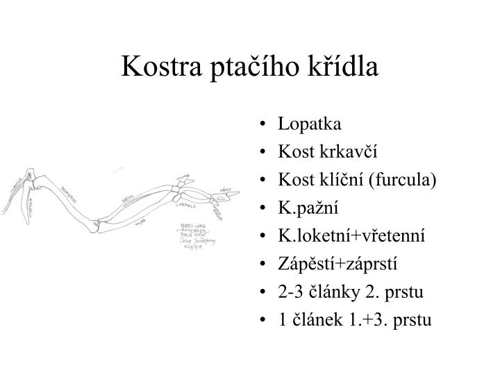 PPT - PTÁCI PowerPoint Presentation - ID:458572