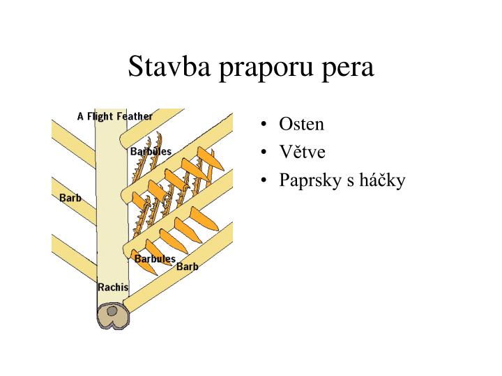 PPT - PTÁCI PowerPoint Presentation - ID:458572