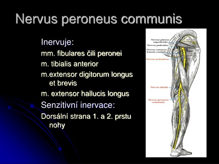 PPT - Obrazy obrn n. mediani, n. radialis, ulnaris et peronei communis ...
