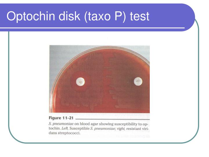 PPT - Streptococcaceae PowerPoint Presentation - ID:459368
