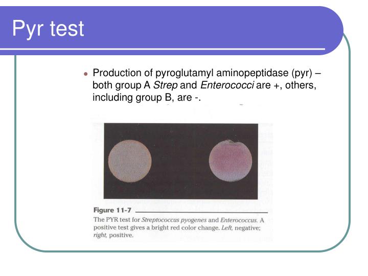 PPT - Streptococcaceae PowerPoint Presentation - ID:459368