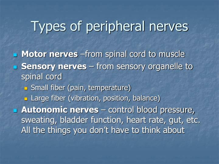 PPT - Overview of Peripheral Neuropathy PowerPoint Presentation - ID:460275