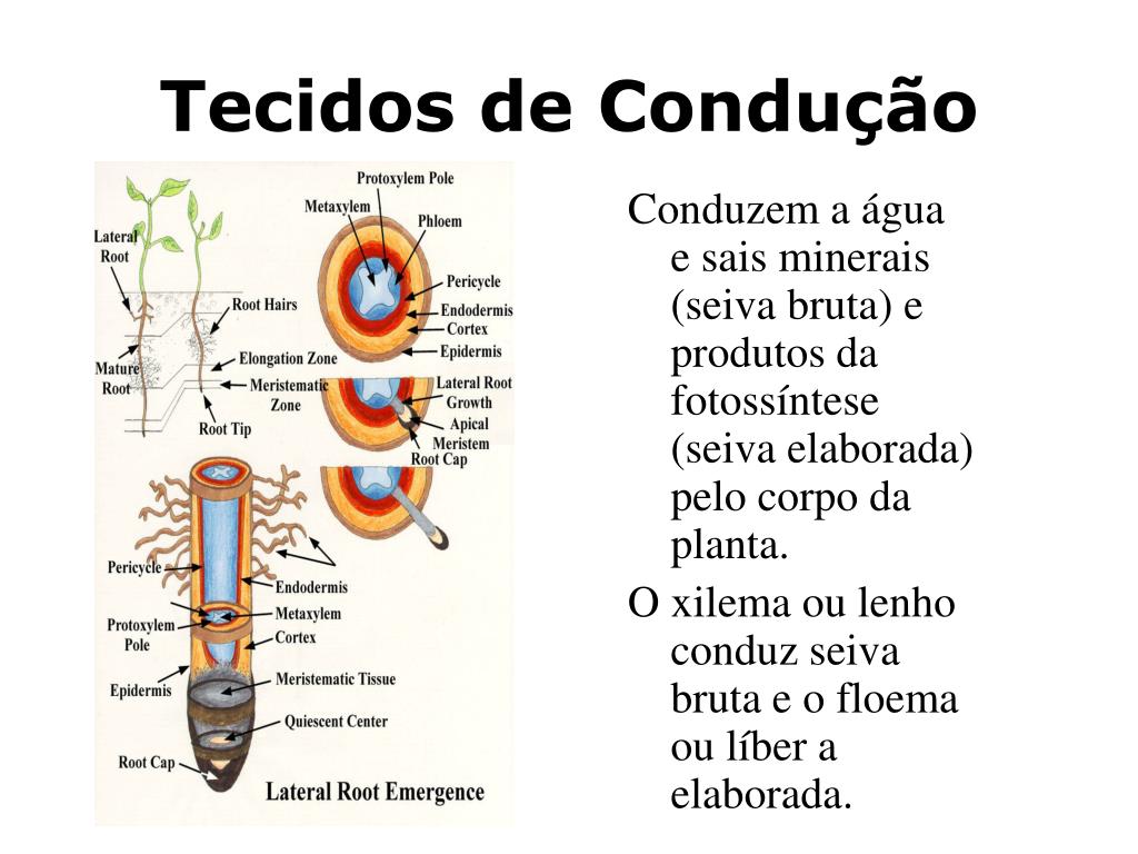 PPT - HISTOLOGIA VEGETAL (Estudo dos Tecidos Vegetais) PowerPoint ...