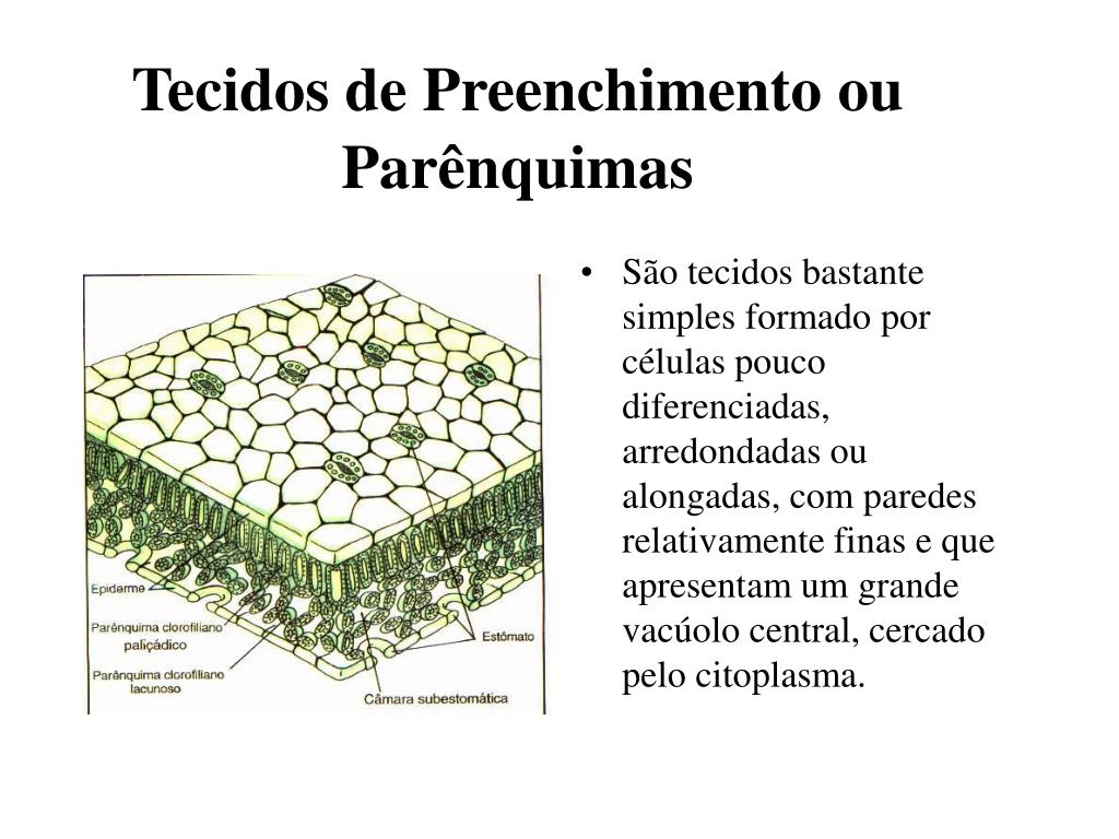 PPT - HISTOLOGIA VEGETAL (Estudo dos Tecidos Vegetais) PowerPoint ...