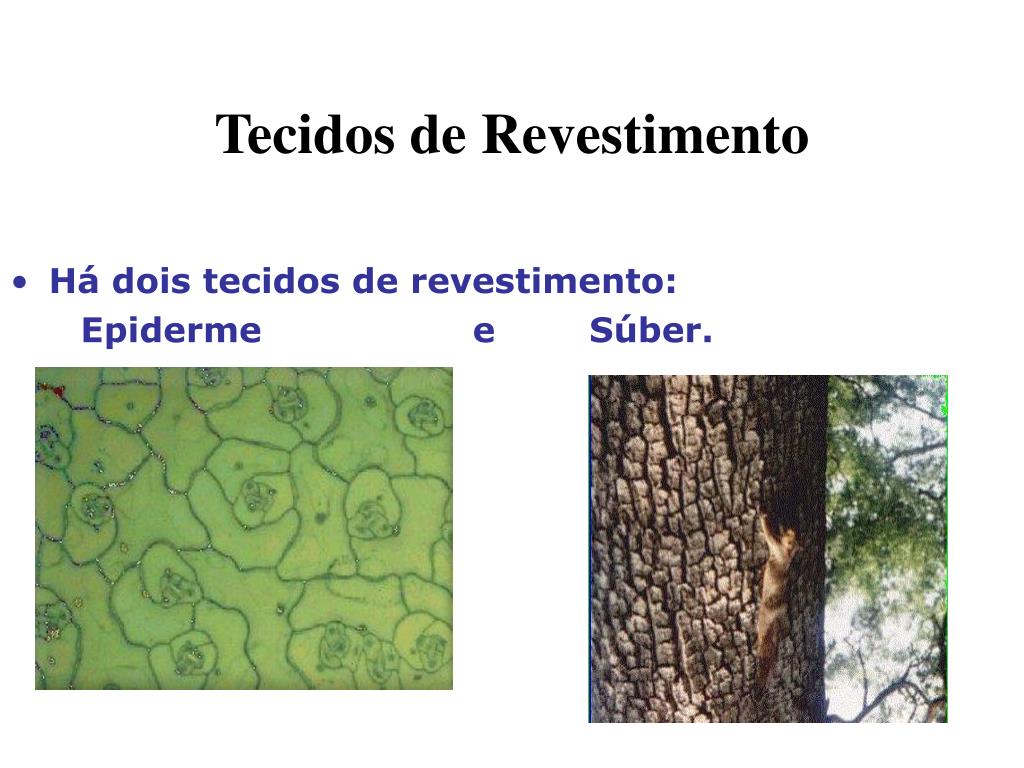 PPT - HISTOLOGIA VEGETAL (Estudo dos Tecidos Vegetais) PowerPoint ...