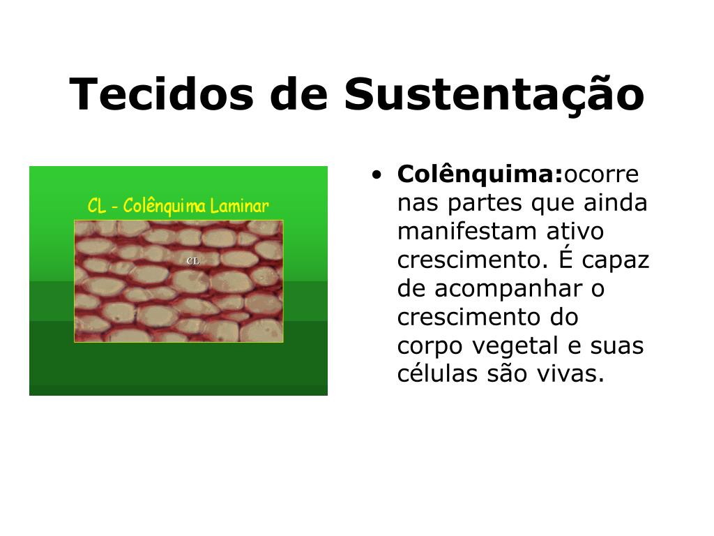 PPT - HISTOLOGIA VEGETAL (Estudo dos Tecidos Vegetais) PowerPoint ...