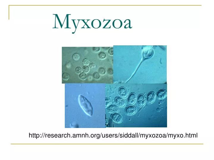 PPT - Myxozoa PowerPoint Presentation, free download - ID:461999