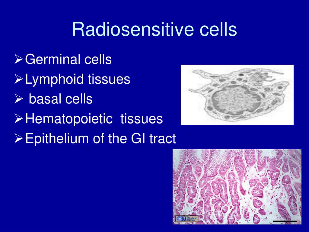 PPT - Law of Bergonie’ and Tribondeau PowerPoint Presentation, free ...